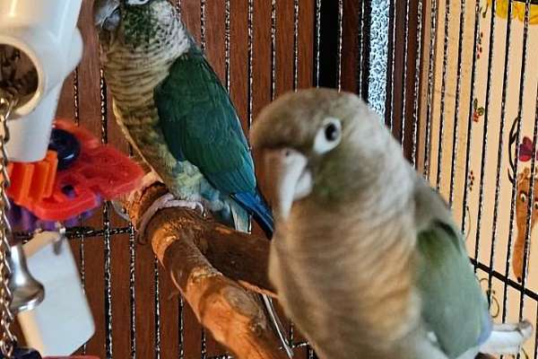 Turquoise green cheek conure pair