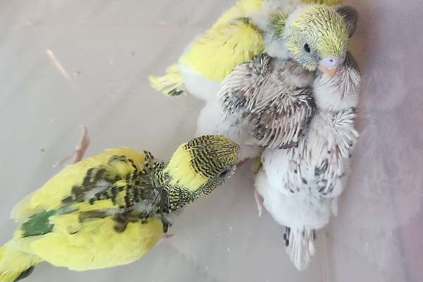 Baby parakeets!