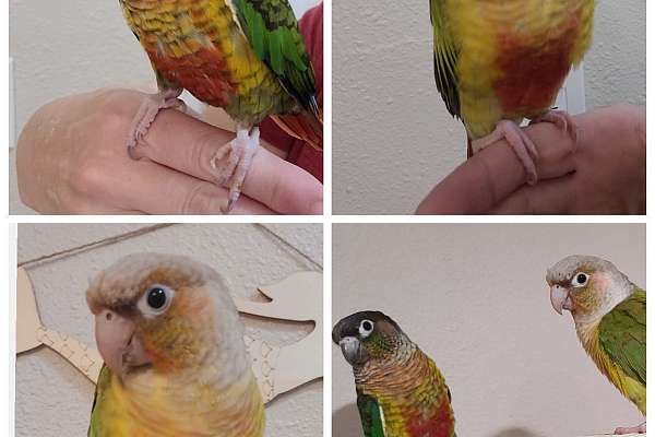 Recently Bonded Pair of Conures