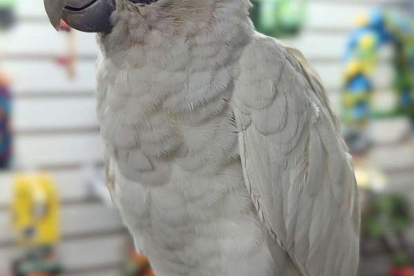 Hybrid Cockatoo