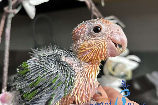 Baby White Bellied Caique Available at Parrot Stars!