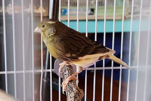 Female Timbrado Champion Spanish line