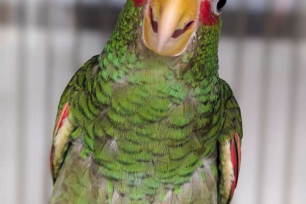 White Fronted Amazon