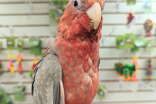 Rose Breasted Cockatoo