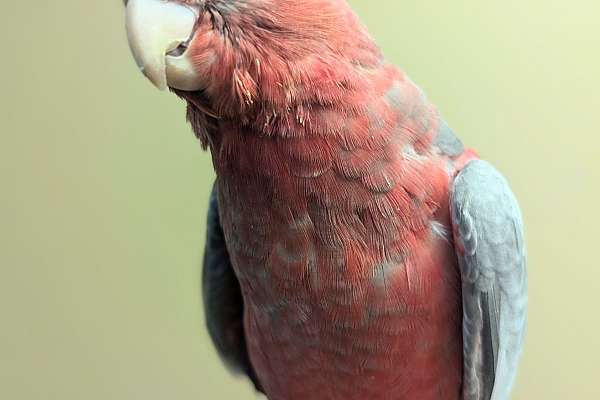 Rose Breasted Cockatoo