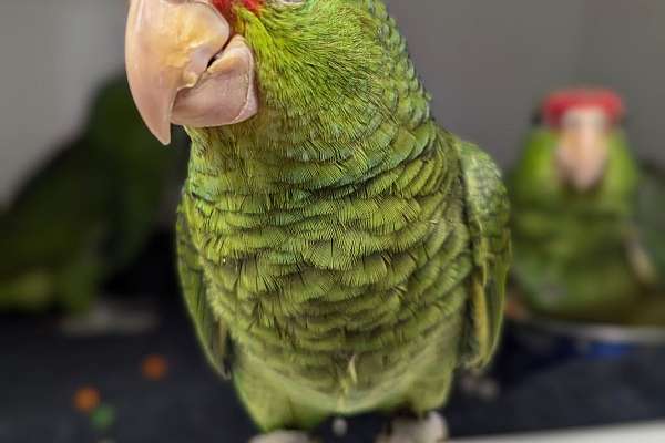 Red Crowned Amazon