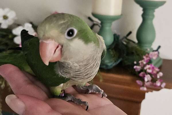 Handfed and well socialized baby Quakers