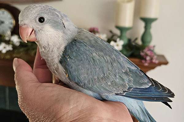Handfed and Well Socialized baby Quakers
