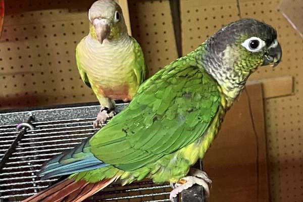 Green cheek conures available 10 months old