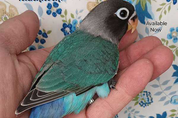 Blue-masked Lovebird