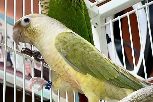 Proven Green Cheek Conure Breeding Pair
