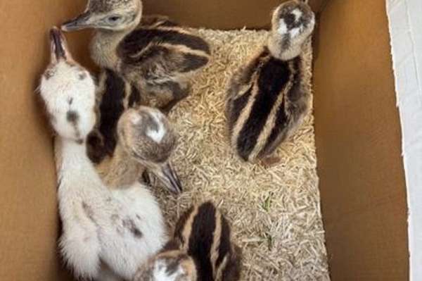 Emu chicks and Adult Available