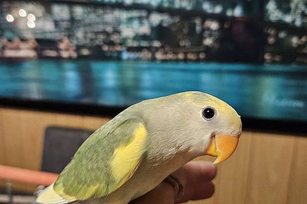 Pied peachfaced lovebird babies