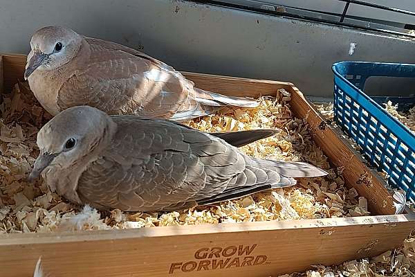 Ringneck Doves ready Mid September
