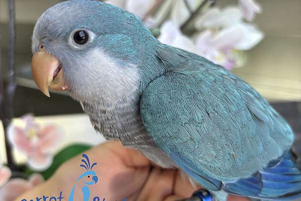 Baby Blue Quaker Parrot Available at Parrot Stars!