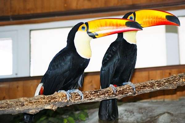 Beautiful male and Female Toco Toucan
