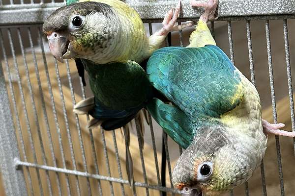 Yellow Sided Turquoise Green Cheek Conure