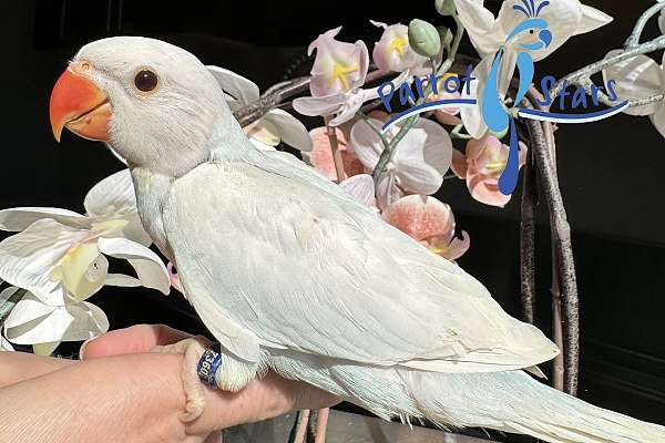 Baby Blue Lace Wing Indian Ringneck Available at Parrot Stars!