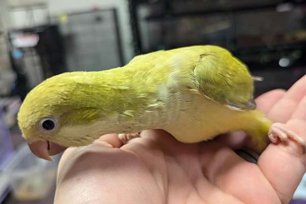 2 Green Pallid Quaker Babies available