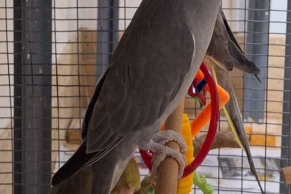 Indian Ringneck Parrots