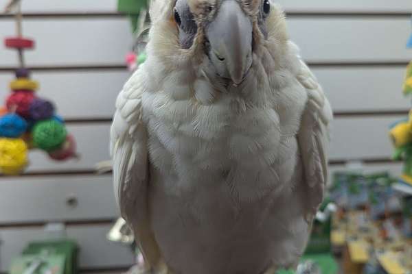 Hybrid Cockatoo