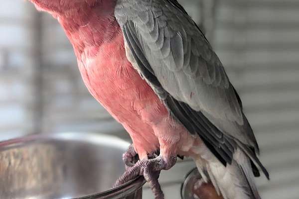 Rose Breasted Cockatoo
