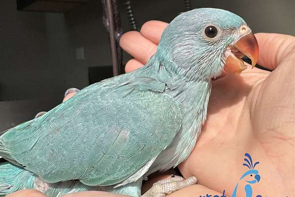 Baby Blue Turquoise Indian Ringneck Available at Parrot Stars!