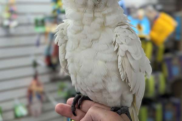 Hybrid Cockatoo