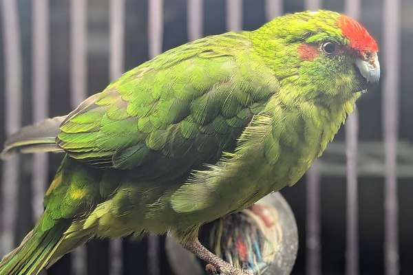 Kakarikis