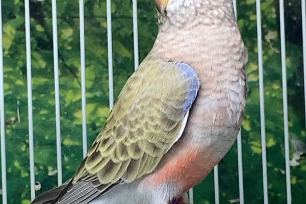 Bourke Parakeet hen (Fallow)