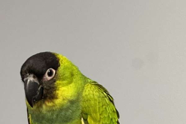 Nanday Conure for sale