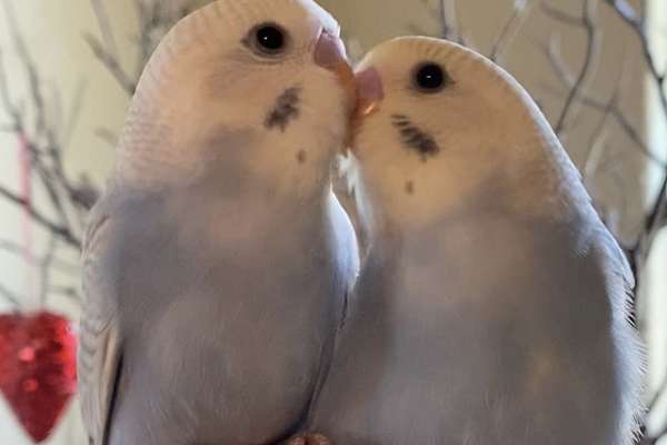 Two Baby Boy Brother Budgies
