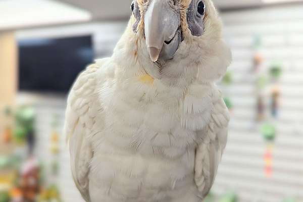 Hybrid Cockatoo