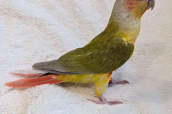 Green Cheek Conures