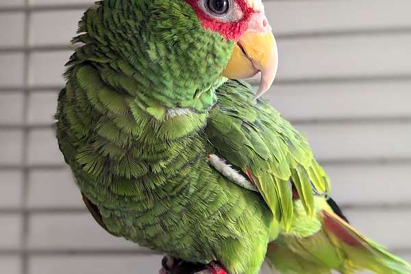 White Fronted Amazon