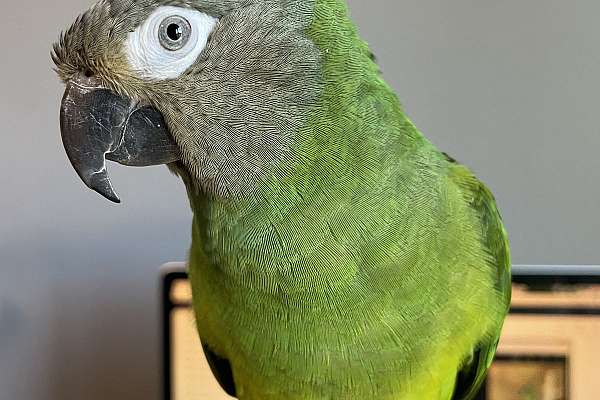 Joey - Dusky Conure