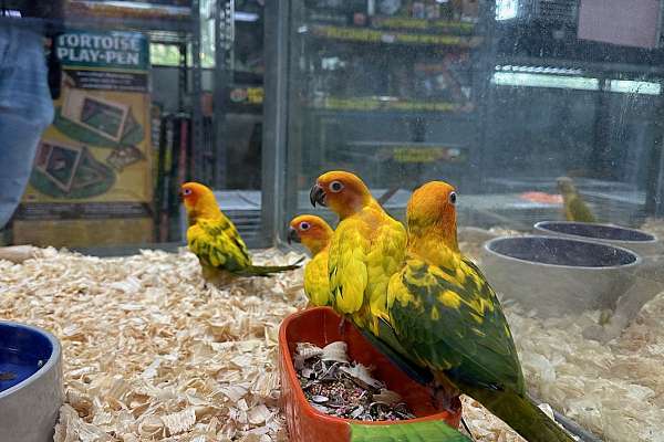 Sun Conures for Sale - Please Read Description for Pricing!