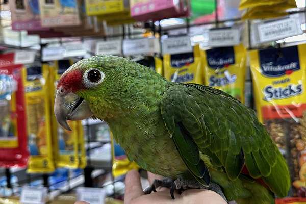 Baby Red-Lored Amazon for Sale!