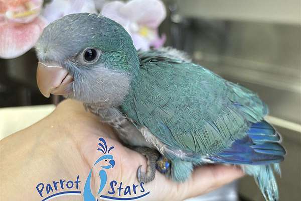 Baby Turquoise Quaker Parrot Available at Parrot Stars!