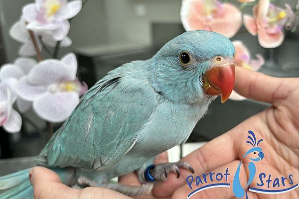 Baby Blue Indian Ringneck Available at Parrot Stars!