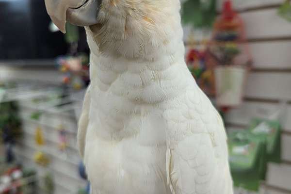 Hybrid Cockatoo