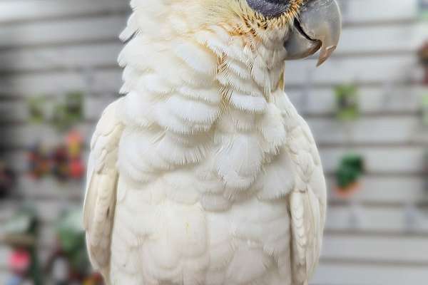 Hybrid Cockatoo
