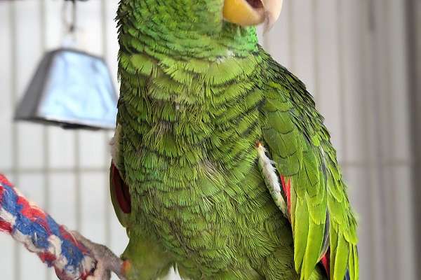 White Fronted Amazon
