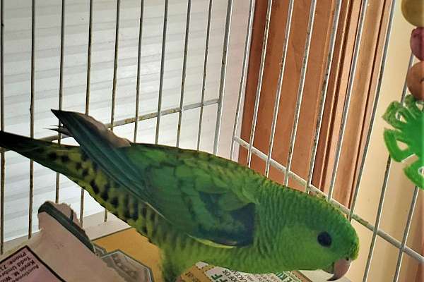 Lineolated Parakeet (They area actually a small Parrot), read more-