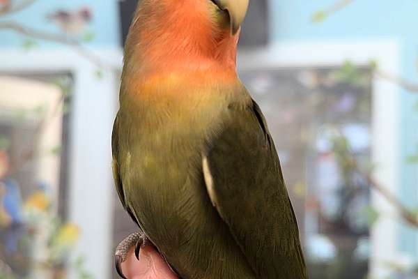 Peach Faced Lovebird