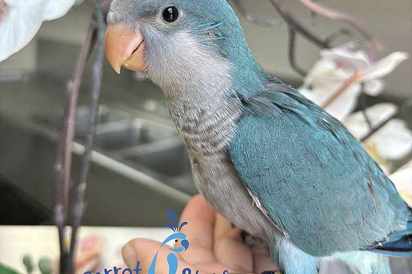 Baby Blue Quaker Parrot Available at Parrot Stars!