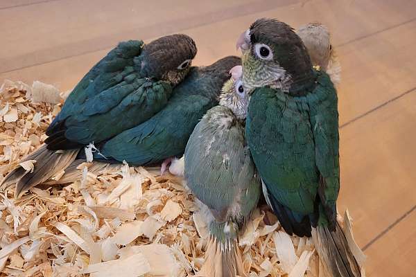 Turquoise conure babies