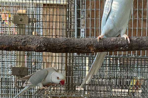 Proven Indian Ringneck pairs