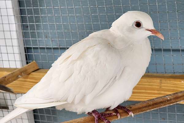 Female Ringneck Dove