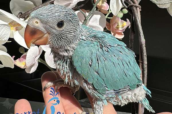 Baby Blue Turquoise Indian Ringneck Available at Parrot Stars!